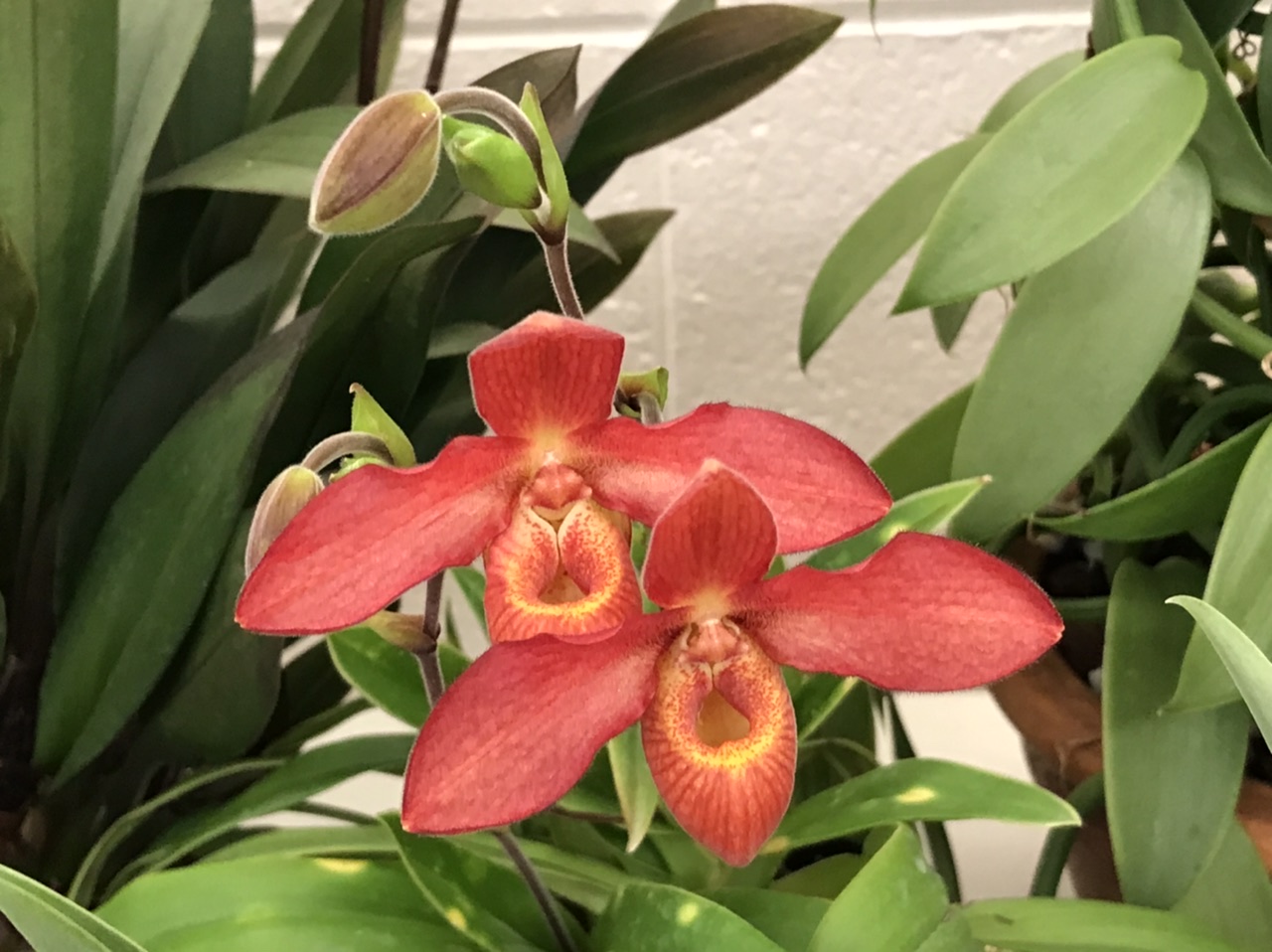 April “Show Table” Photo Blog – Oklahoma Orchid Society