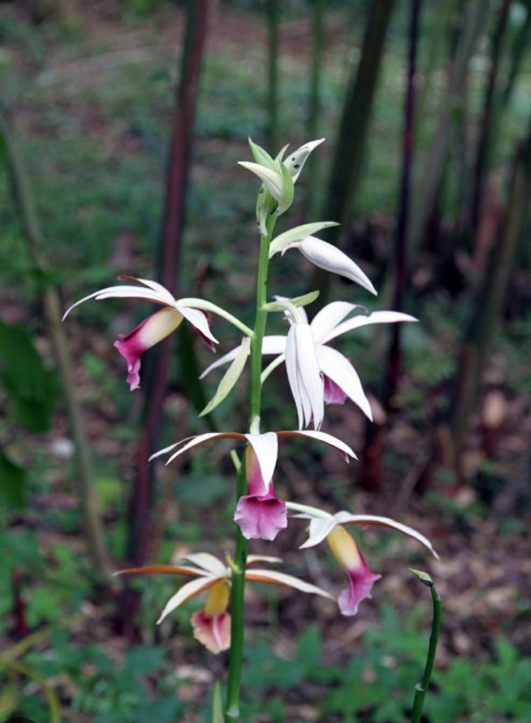 Phaius tankervilleae Showcase – Oklahoma Orchid Society