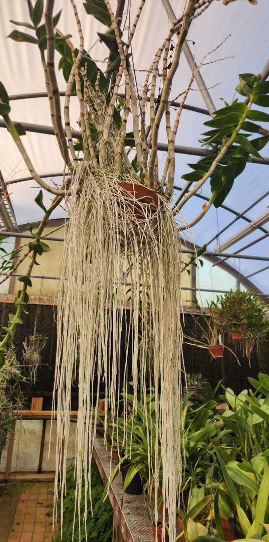 Keep Them Cool! – Oklahoma Orchid Society